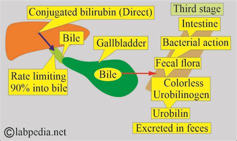 Bilirubin Part 1 Bilirubin Direct And Indirect Classification Of Jaundice