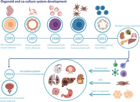 Non Invasive Mr Imaging Of Human Brain Lymphatic Networks 59 Off