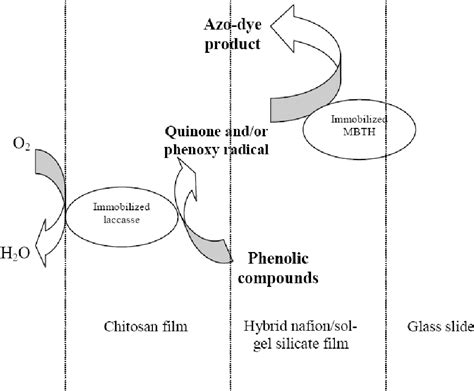 Figure 3 From An Optical Biosensor Based On Immobilization Of Laccase And Mbth In Stacked Films