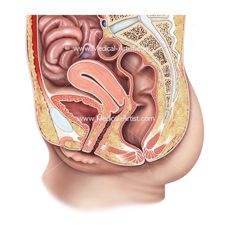 Female Anatomy Uterus