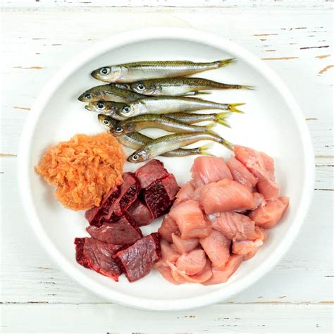 Сурова храна за котки ръководство за начинаещи