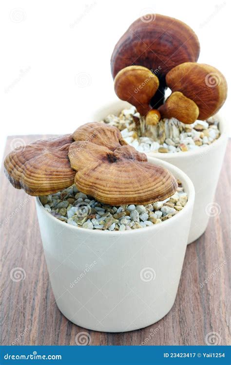 Ganoderma Lucidum Stock Image Image Of Traditional Lingzhi