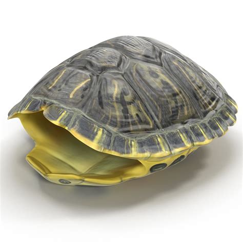 Turtle Shell 3d 3d Molier International
