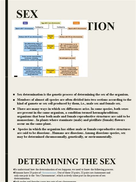 Biology Feynman Techniques Pdf Sex Male