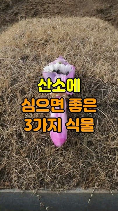 산소에 심으면 좋은 3가지 식물 추석 명절 제사 Youtube