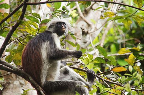 Red Monkey Zanzibar Animal Free Photo On Pixabay