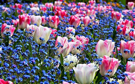 Download Free Beautiful Spring Tulips And Forget Me Nots Wallpaper