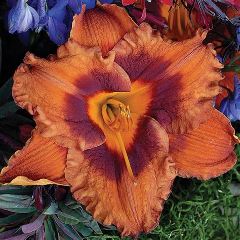 Daylily Mighty Chestnut Daylilies M P Daylilies Perennials Showy