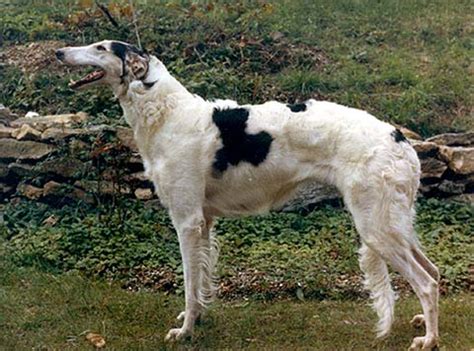 Dashenka