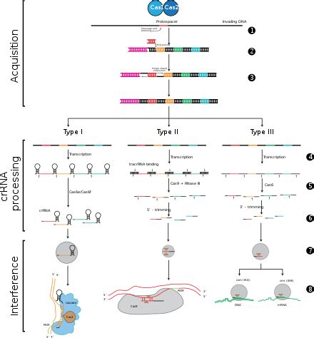 CRISPR Wikipedia