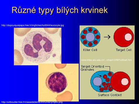 Z á k l a d y i m u n o l o g i e s přihlédnutím k imunologii oka - ppt stáhnout