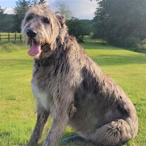 Can A Single Irish Wolfhound Kill A Wolf By Itself