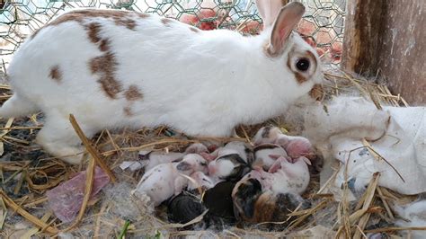 아기토끼 11마리 추울까봐 마른 물티슈 1장으로 덮어주는 어미토끼 Youtube