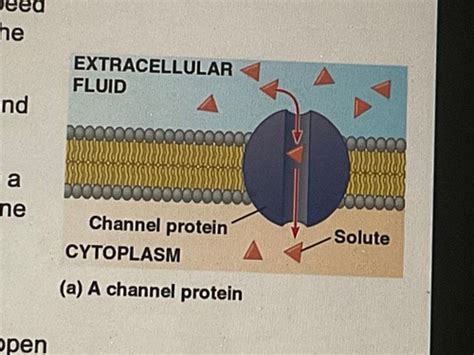 Bio 20a Lecture 7 Osmosis Diffusion And Dna Replication Flashcards Quizlet