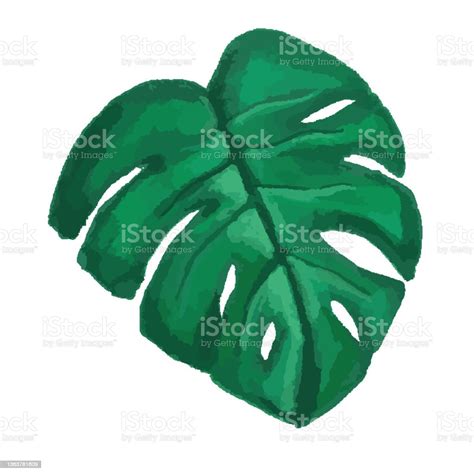 벡터 열대 잎 몬스터 흰색에 이국적인 식물의 수채화 그림 0명에 대한 스톡 벡터 아트 및 기타 이미지 0명 계절 관목 Istock