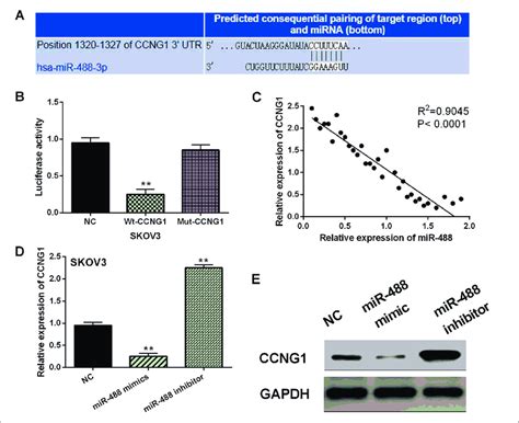 Ccng1 Is A Direct Target Of Mir 488 A Binding Site Between Ccng1 And Download Scientific