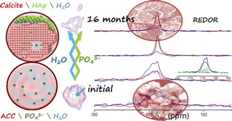 磷酸盐 水相互作用调节无定形碳酸钙亚稳定性：自发相分离和结晶与固态核磁共振观察的稳定性 Journal Of The American Chemical Society X Mol