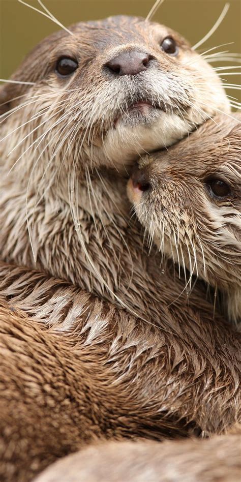 Обои на рабочий стол Животные Выдра 565844 для ПК