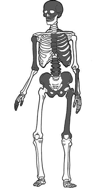 easy bone names diagram quizlet