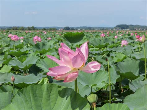 Synthetic Analog On Tumblr