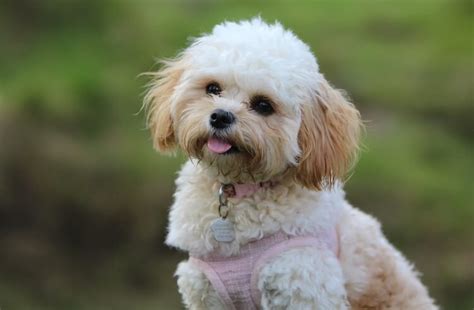 How Much Is A Maltese Poodle