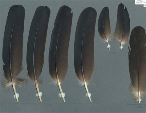 Discover The Spiritual Meaning Of Vulture Feathers