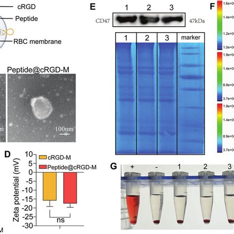 Characterization Of Peptidecrgd M A Diagram Of The Structure Of Download Scientific Diagram