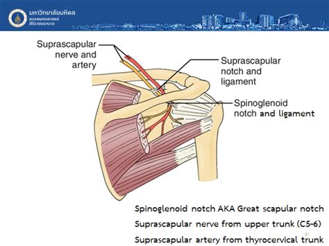 [suprascapular Notch And Spinoglenoid Clinical Anatomy Facebook
