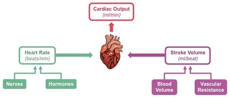 Blood Output Of The Human Heart Cardiac Output — Steemit