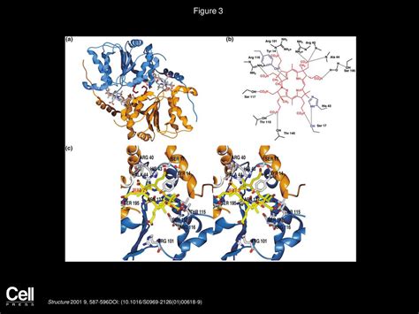 Crystal Structure Of Precorrin 8x Methyl Mutase Ppt Download
