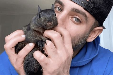 Peanut The Squirrel What Is Pnut Token And Should You Buy It Cryptomaniaks