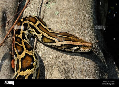 Burmese Python Python Molurus Bivittatus Florida Stock Photo Alamy