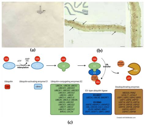 Transcriptome And Proteome Analysis Revealed Key Pathways Regulating