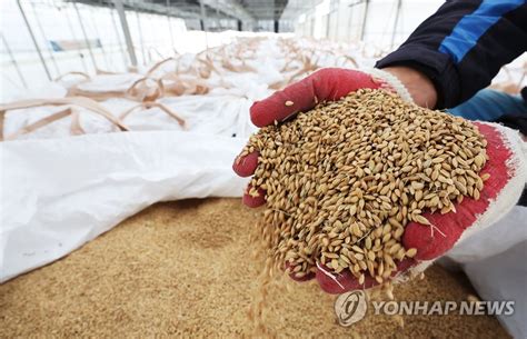 수매한 벼 살펴보는 관계자 연합뉴스