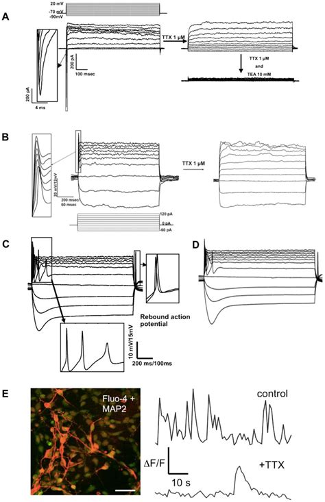 Action Potentials And Normal Spontaneous Ca2 Transients Are Present In Download Scientific
