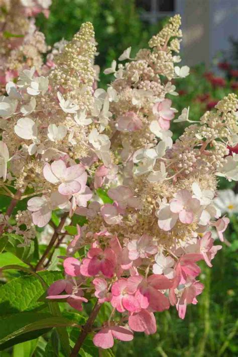 The Best Fertilizer For Hydrangeas Fertilizing Tips Hydrangea Love