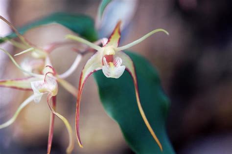 Dendrobium Tetragonum By Science Photo Library