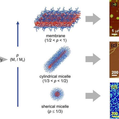 Packing Parameter P Generally Rules The Assembly Of Amphiphilic Block
