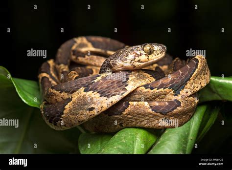 Amazon Rainforest Snake Hi Res Stock Photography And Images OFF