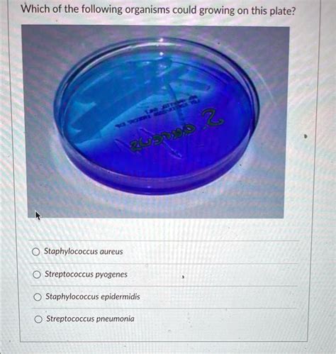 Solved Which Of The Following Organisms Could Growing On This Plate Staphylococcus Aureus