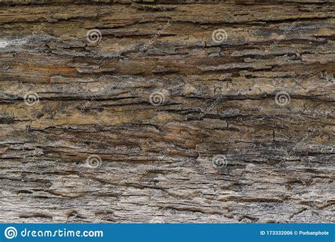 Seamless Tree Bark Texture Stock Photo CartoonDealer Com