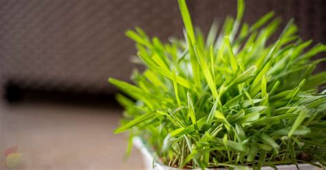 Benefits Of Catnip WhenYouGarden Com