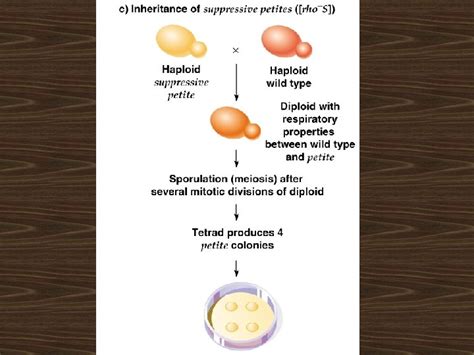 Extrachromosomal Inheritance Introduction Extra Nuclear Inheritance Is Defined