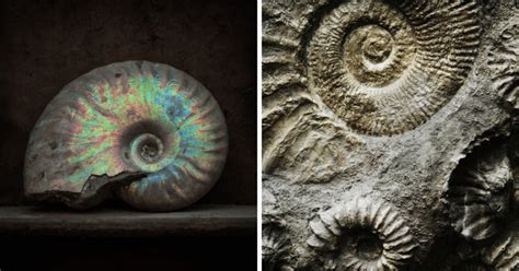 What Are Ammonite Fossils A Brief Overview Of The Intriguing World Of