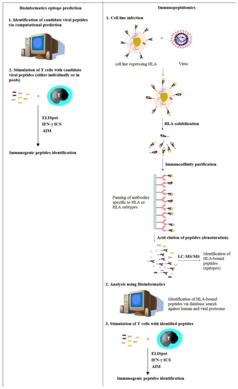 Hla I And Hla Ii Peptidomes Of Sars Cov 2 A Review Pmc