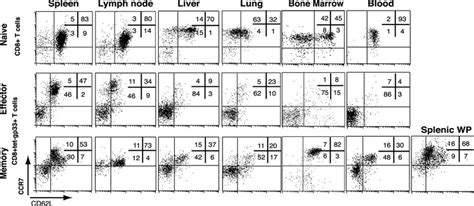 Phenotypic Characterization Of Naive Effector And Memory Ctl In Download Scientific Diagram