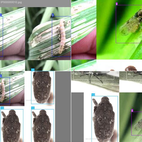 深度学习的智慧农业水稻害虫检测系统研究与实现pyqt5界面数据集训练代码 中猿创新 7zcode