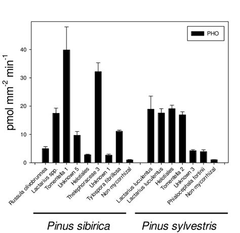 The Activity Of Acid Phosphatase Of Ectomycorrhizal Taxa And