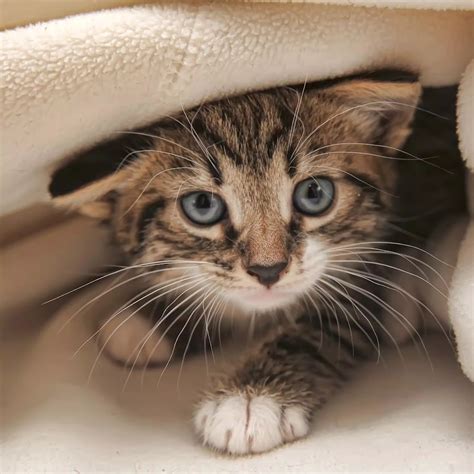 Isabel “sex Kitten” Katanas Youtube