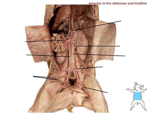 Fp Arteries Pt 5 Diagram Quizlet